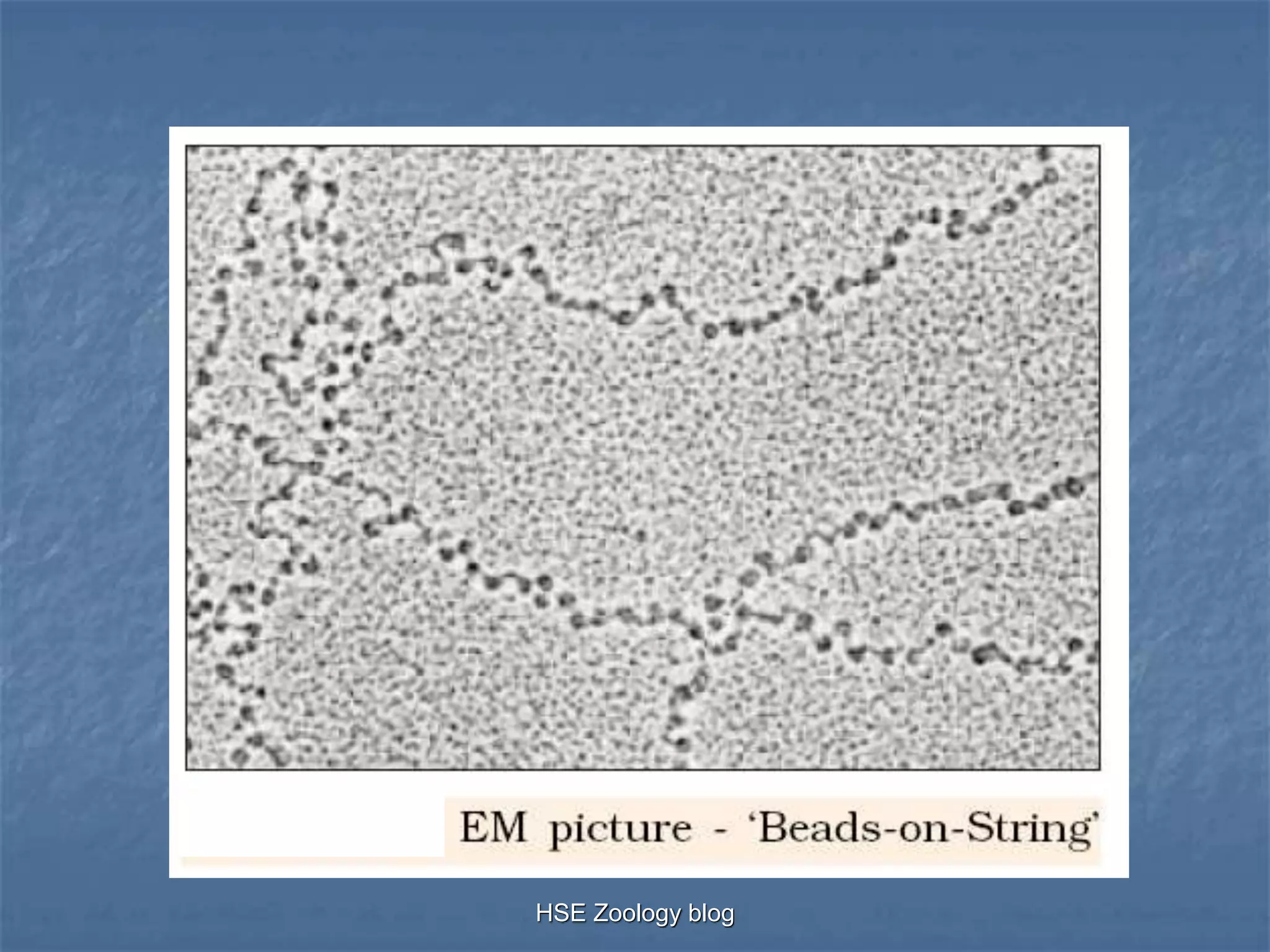 Chromosomes and dna packaging | PPSX