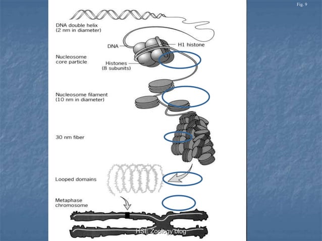 Chromosomes and dna packaging | PPSX