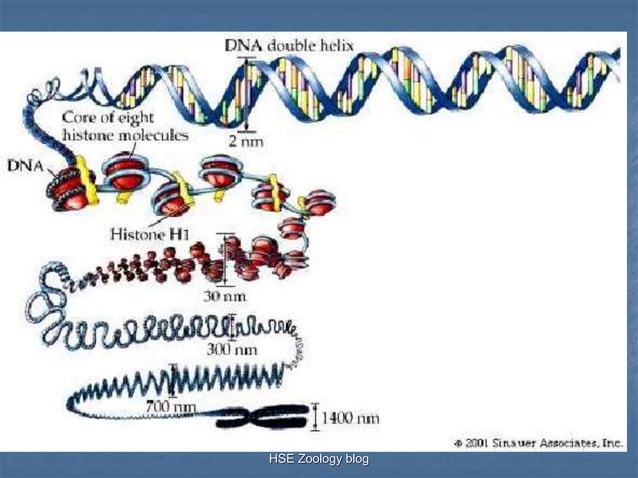 Chromosomes and dna packaging | PPSX