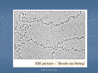 Chromosomes and dna packaging | PPSX