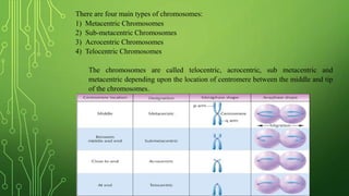 Chromosomes and genes(DNA & RNA) | PPTX