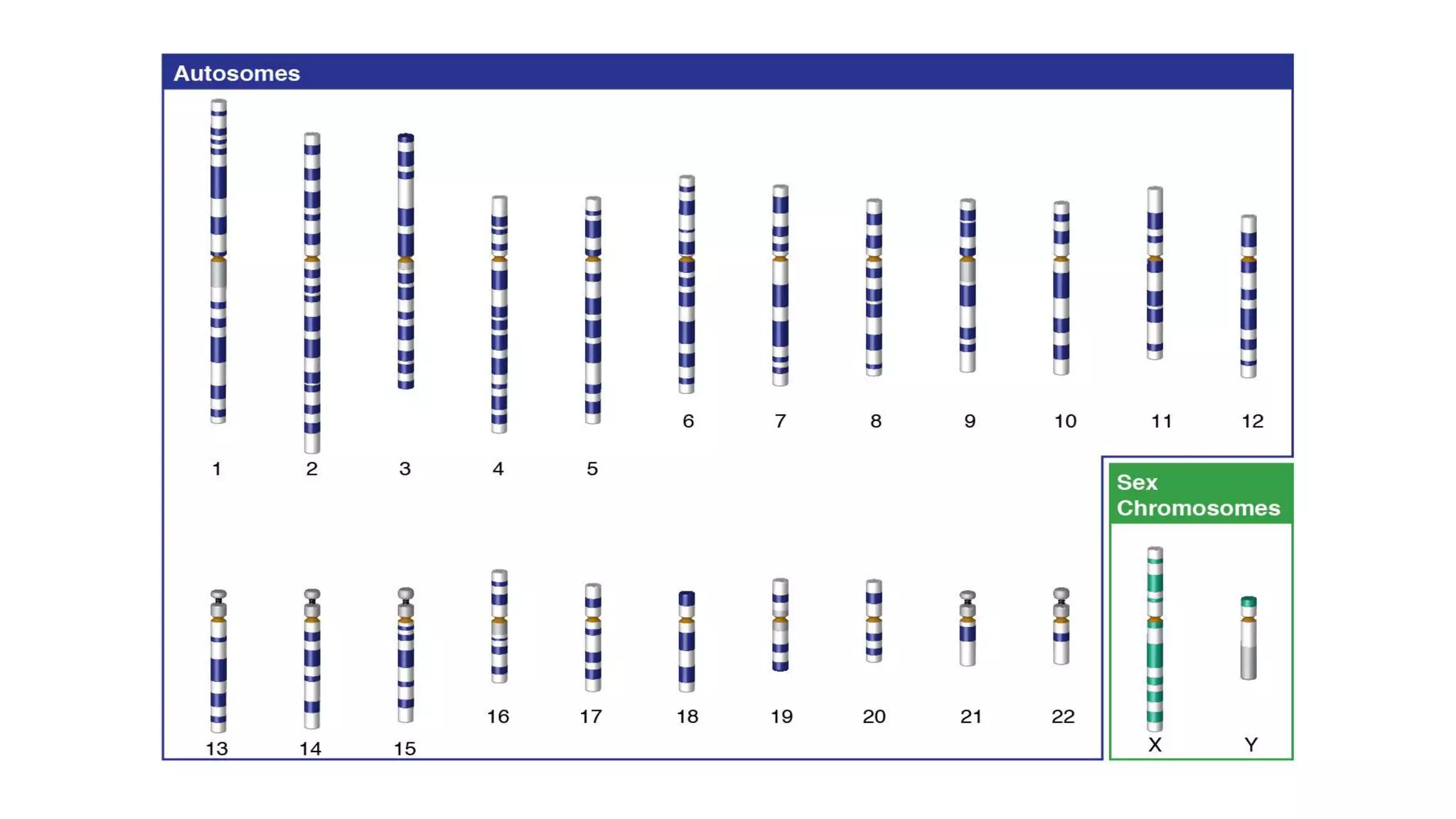 Chromosomes and Karyotype.pptx