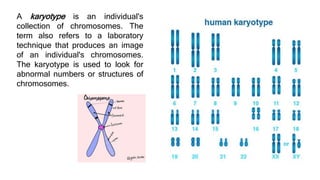 Chromosomes and Karyotype.pptx