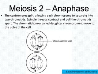 Chromosomes and meiosis | PPT