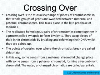 Chromosomes and meiosis | PPT
