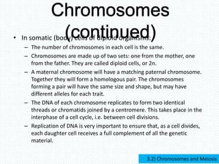 Chromosomes and meiosis | PPT