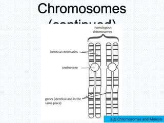 Chromosomes and meiosis | PPT