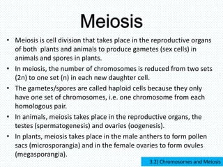 Chromosomes and meiosis | PPT