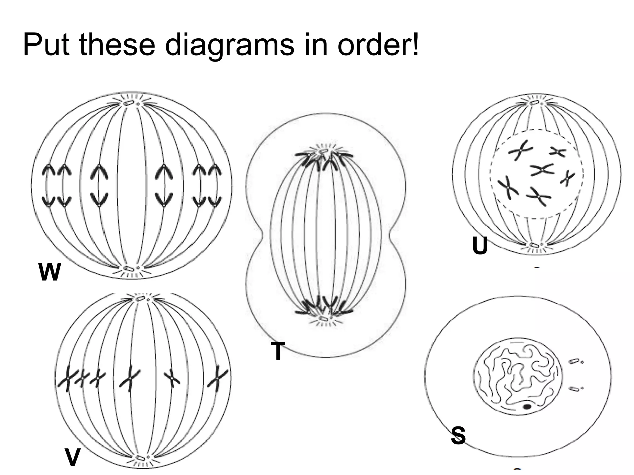 Chromosomes and the cell cycle 2 | PPT