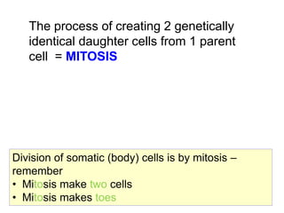 Chromosomes and the cell cycle 2 | PPTX