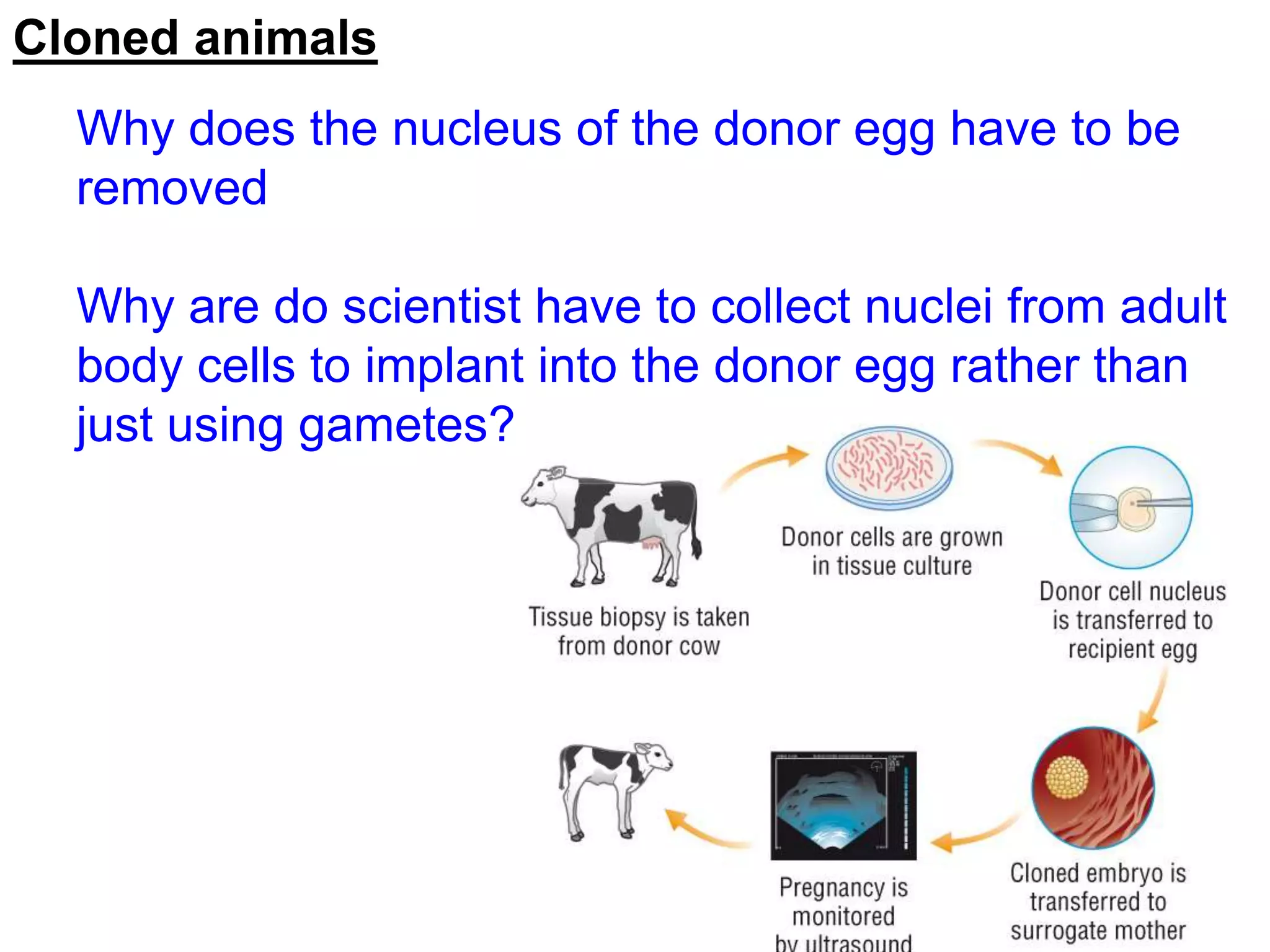 Chromosomes and the cell cycle 3 | PPTX | Biological Sciences | Science