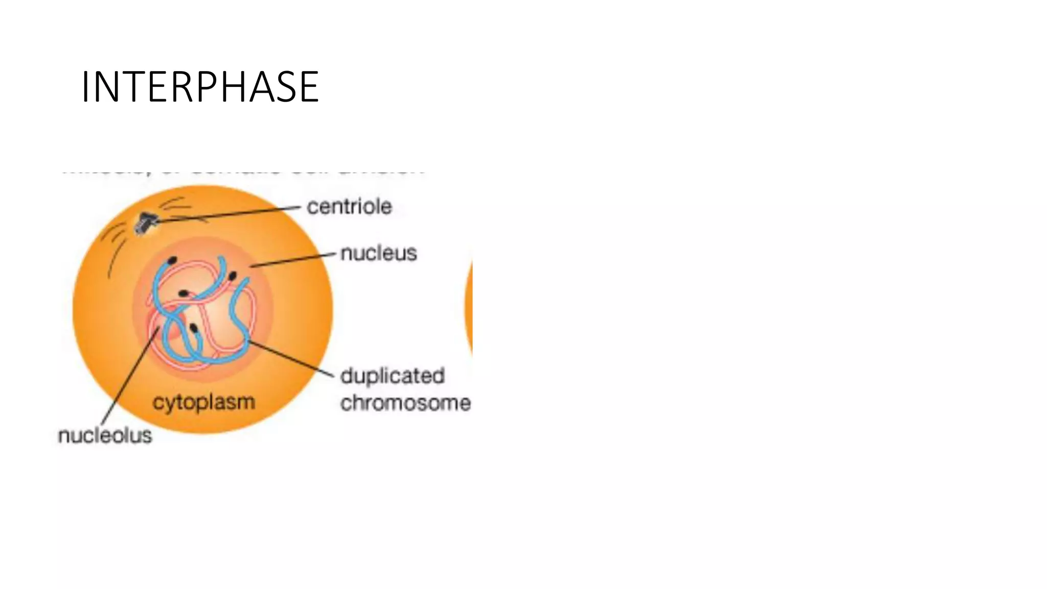 Chromosomes cell cycle cell division | PPT