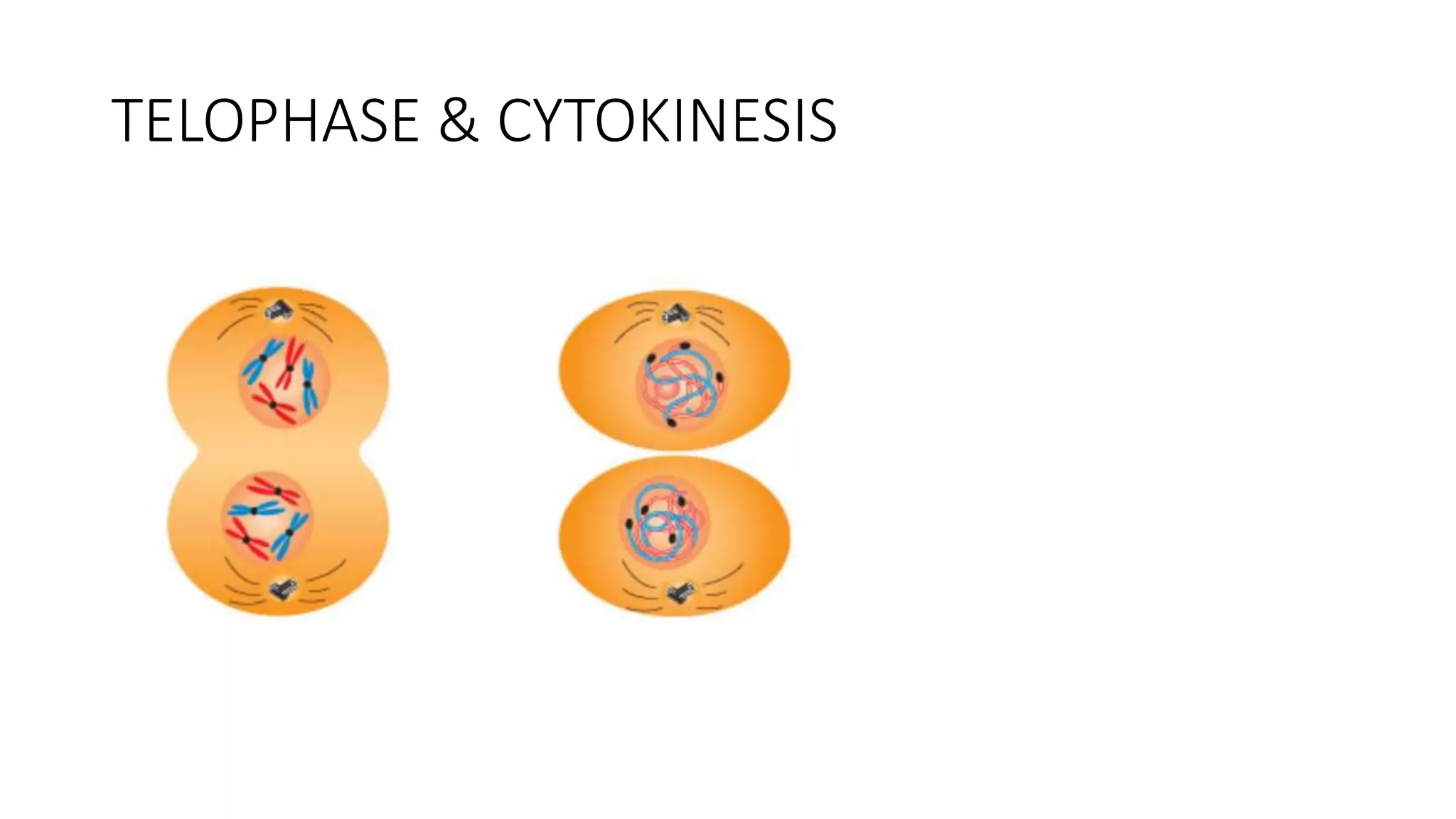 Chromosomes cell cycle cell division | PPT | Free Download