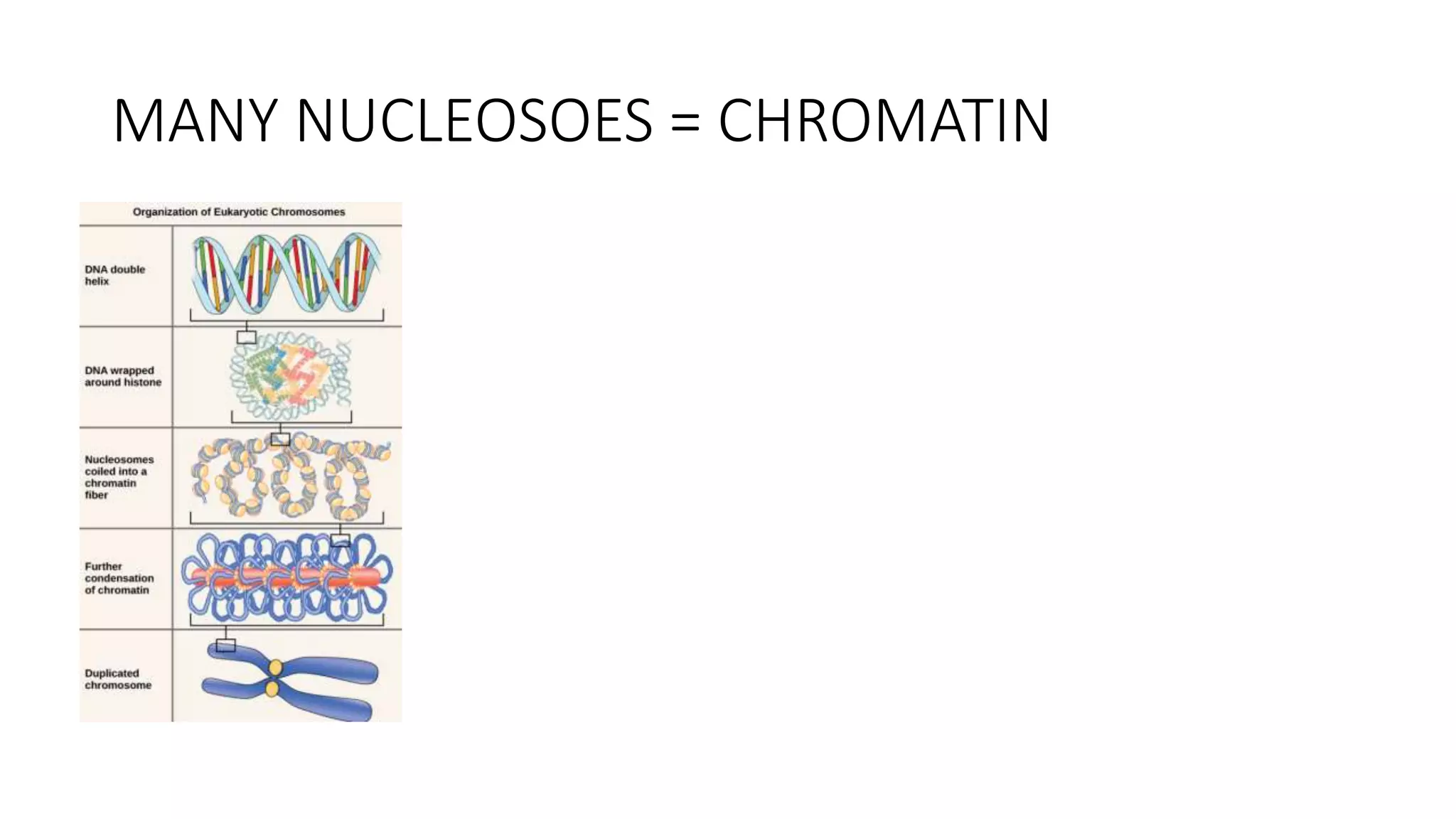 Chromosomes cell cycle cell division | PPT