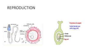 Chromosomes cell cycle cell division | PPT