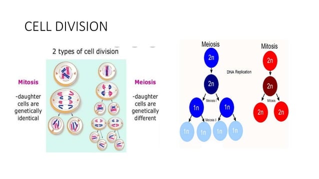 Chromosomes cell cycle cell division | PPT