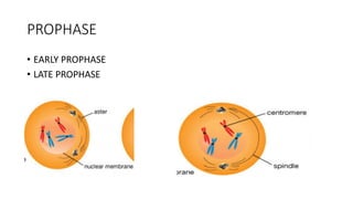 Chromosomes cell cycle cell division | PPT