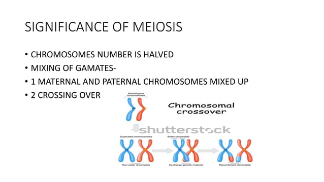 Chromosomes cell cycle cell division | PPT | Free Download