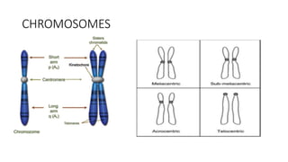 Chromosomes cell cycle cell division | PPT | Free Download