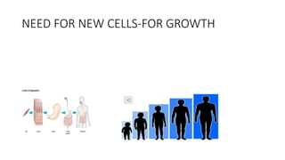 Chromosomes cell cycle cell division | PPT