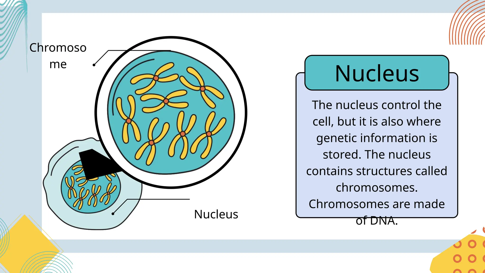 Chromosomes, DNA and Genes Biology Presentation in a Bold Colorful ...