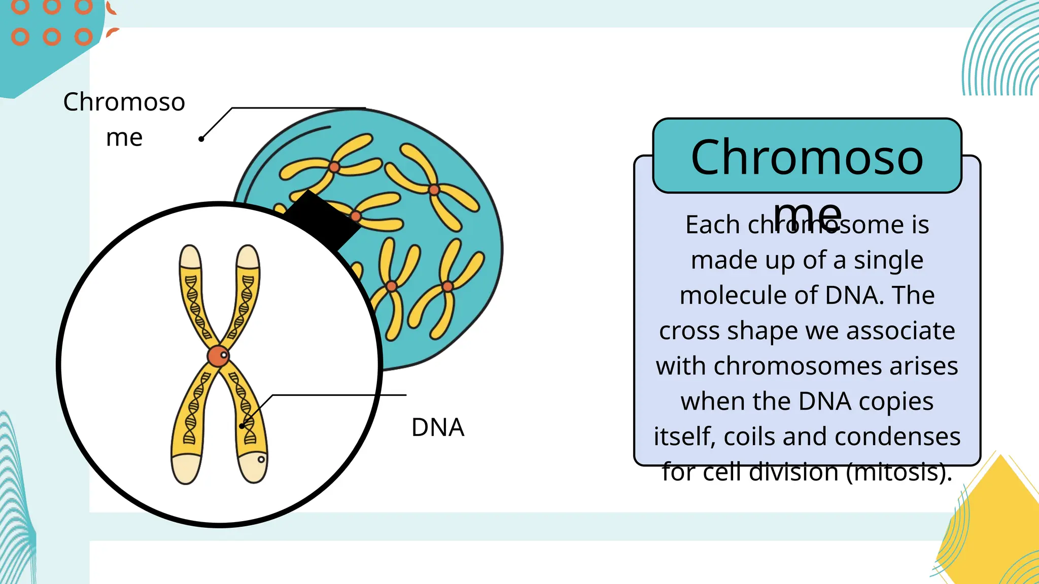 Chromosomes, DNA and Genes Biology Presentation in a Bold Colorful ...