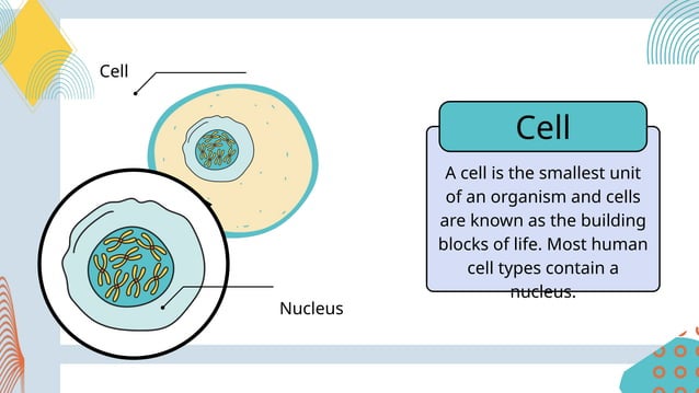 Chromosomes, DNA and Genes Biology Presentation in a Bold Colorful ...