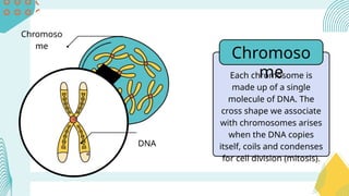Chromosomes, DNA and Genes Biology Presentation in a Bold Colorful ...
