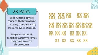Chromosomes, DNA and Genes Biology Presentation in a Bold Colorful ...