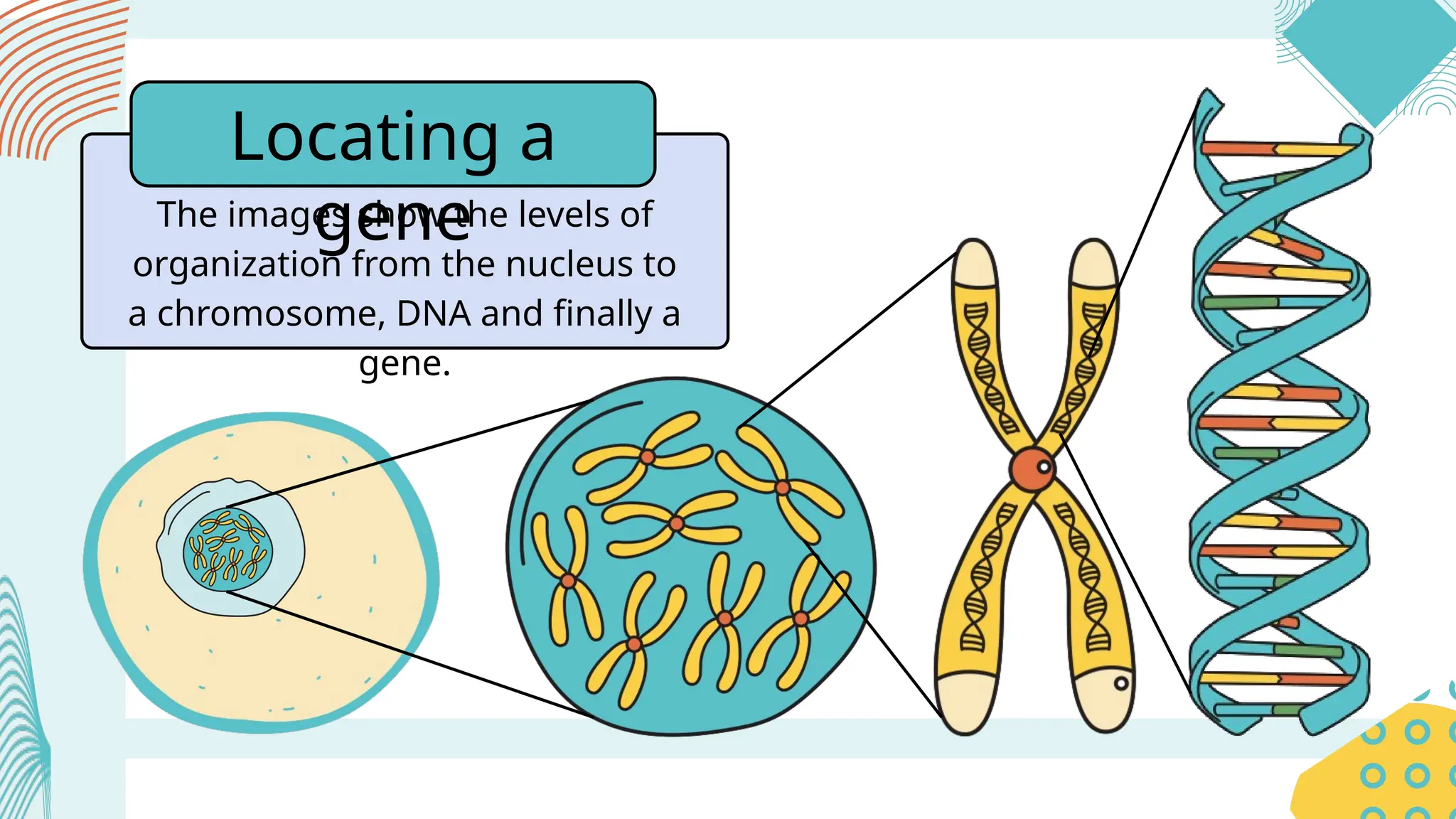 Chromosomes, DNA and Genes Biology Presentation in a Bold Colorful ...