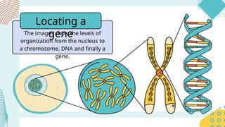 Chromosomes, DNA and Genes Biology Presentation in a Bold Colorful ...