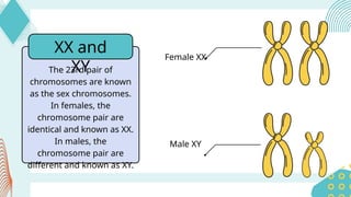 Chromosomes, DNA and Genes Biology Presentation in a Bold Colorful ...