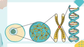 Chromosomes, DNA and Genes Biology Presentation in a Bold Colorful ...