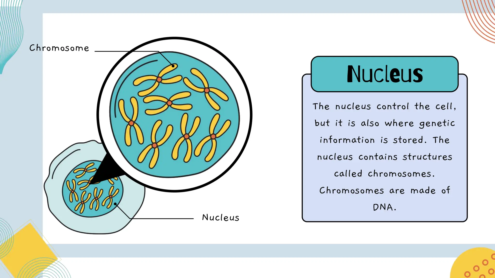 Chromosomes, DNA and Genes Biology Presentation in a Bold Colorful ...