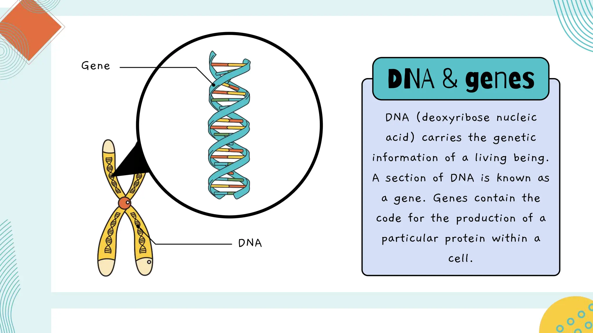 Chromosomes, DNA and Genes Biology Presentation in a Bold Colorful ...