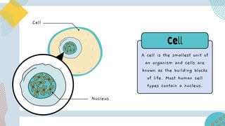 Chromosomes, DNA and Genes Biology Presentation in a Bold Colorful ...
