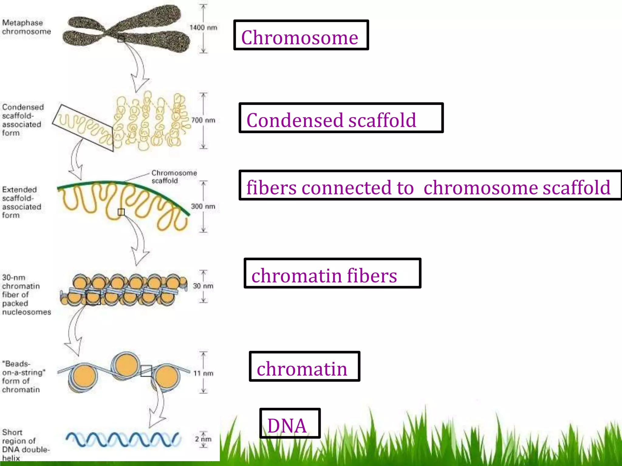 DNA, CHROMOSOMES & GENES | PPTX