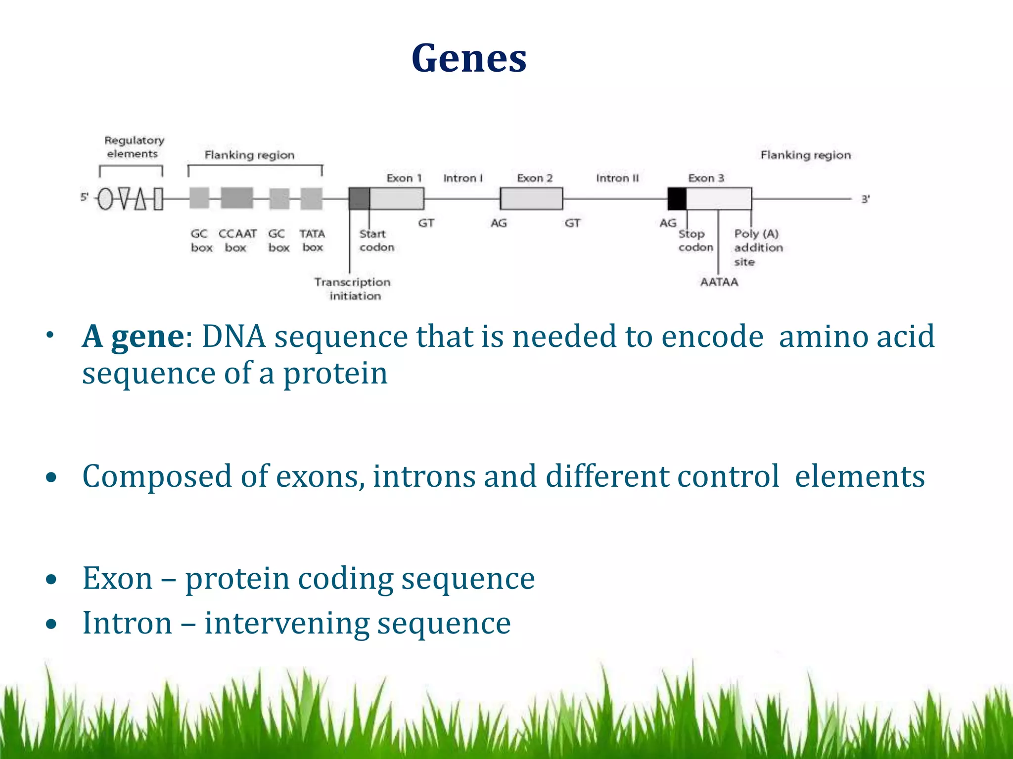 DNA, CHROMOSOMES & GENES | PPTX