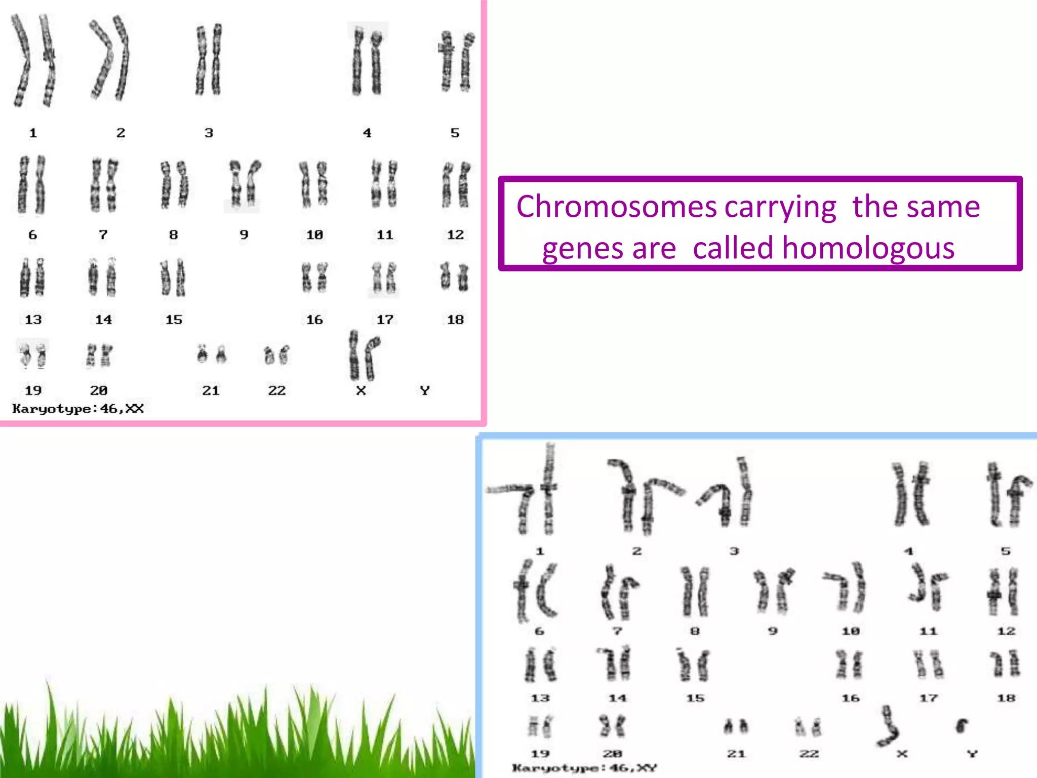 DNA, CHROMOSOMES & GENES | PPTX