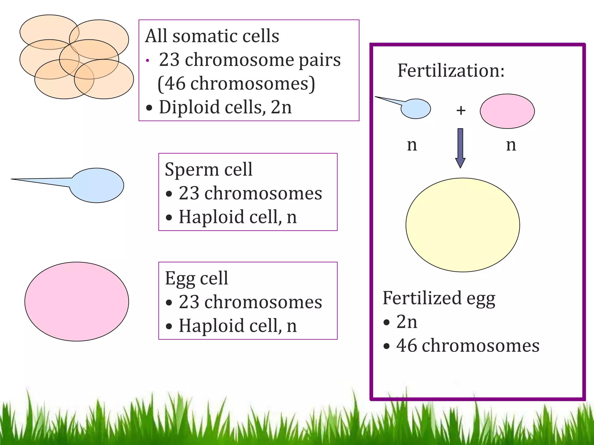 DNA, CHROMOSOMES & GENES | PPTX