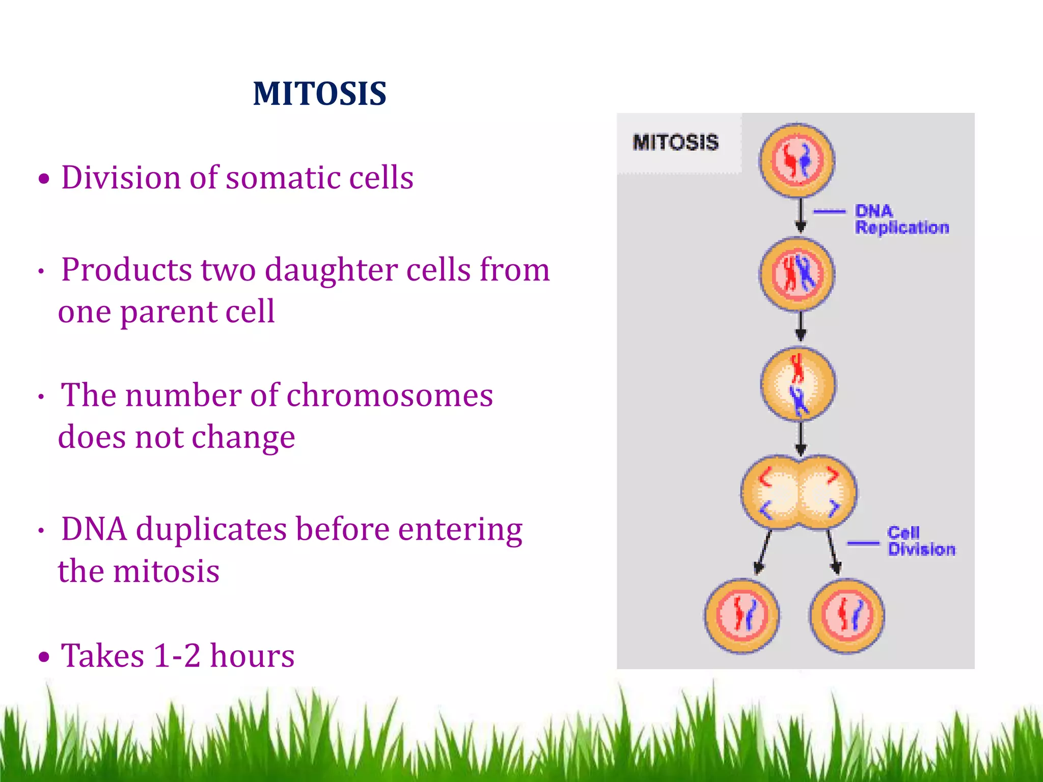 DNA, CHROMOSOMES & GENES | PPTX
