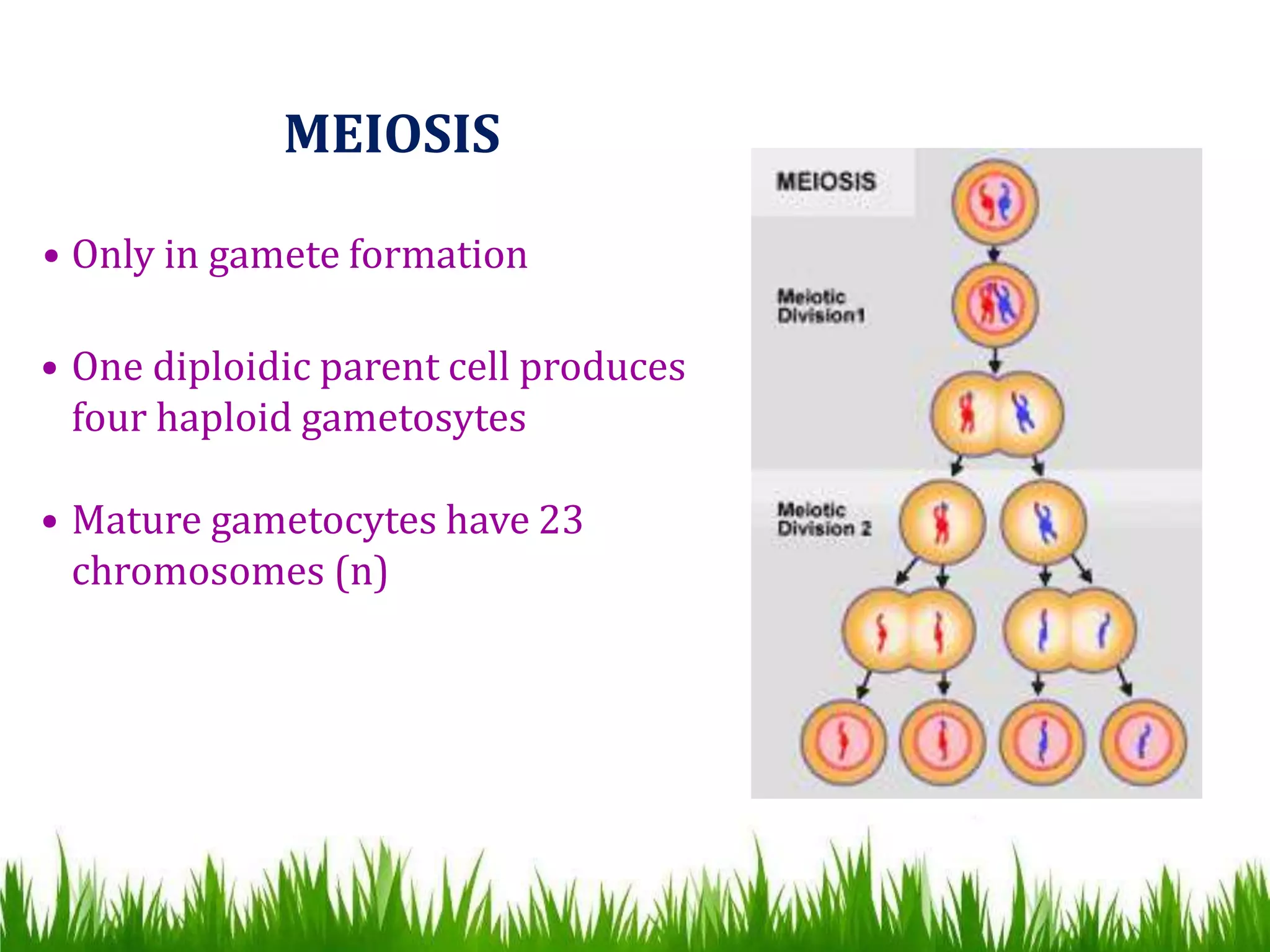 DNA, CHROMOSOMES & GENES | PPTX
