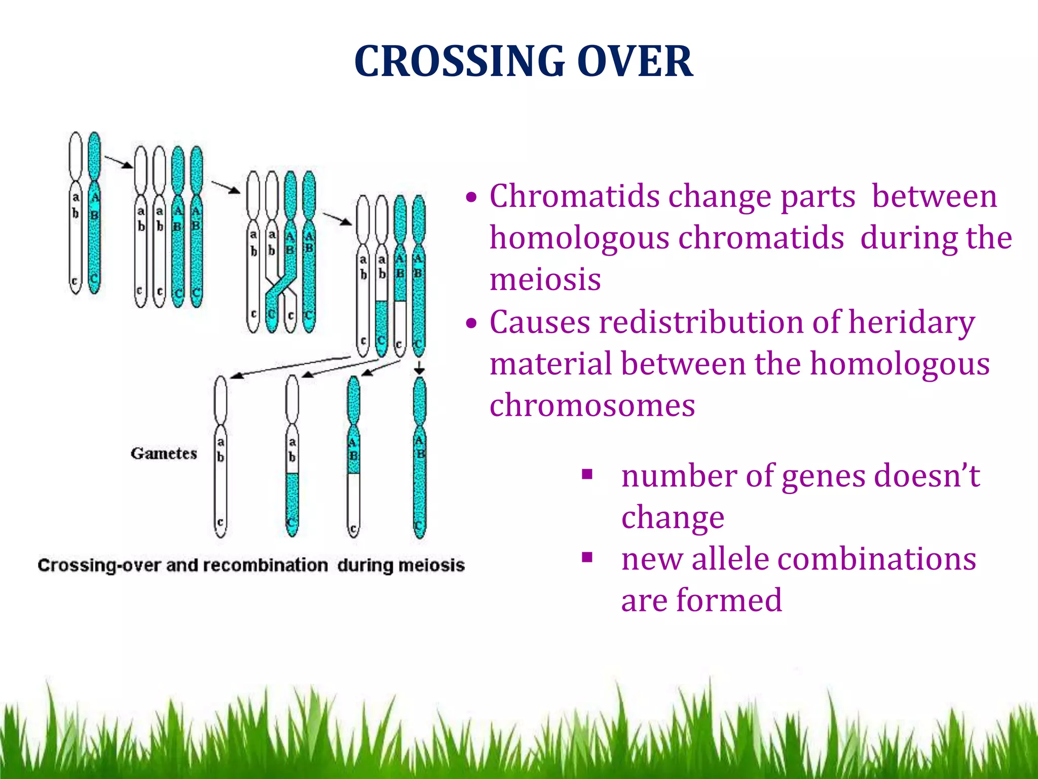 DNA, CHROMOSOMES & GENES | PPTX