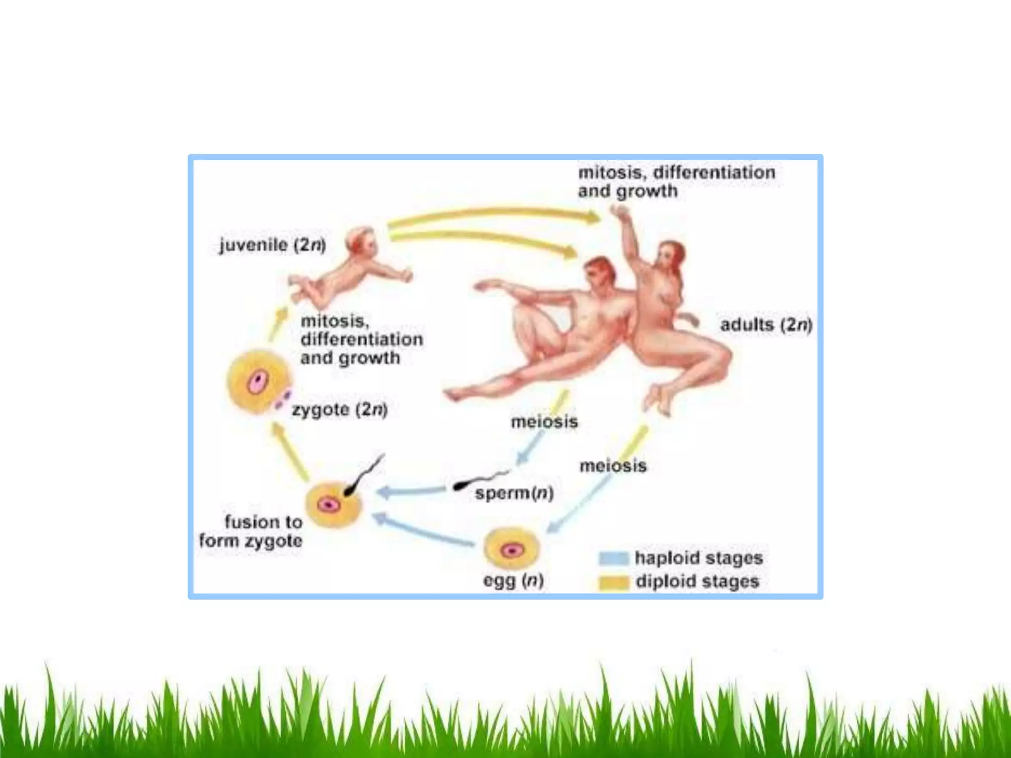 DNA, CHROMOSOMES & GENES | PPTX