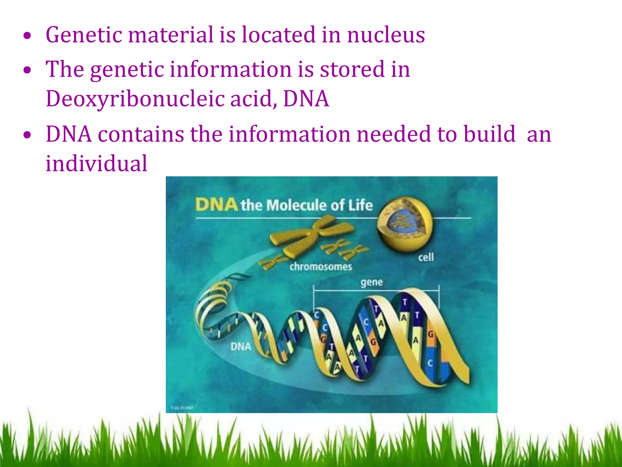 DNA, CHROMOSOMES & GENES | PPTX