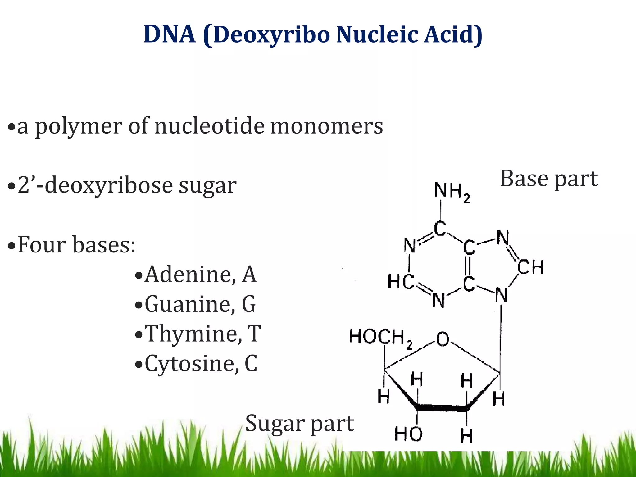 DNA, CHROMOSOMES & GENES | PPTX