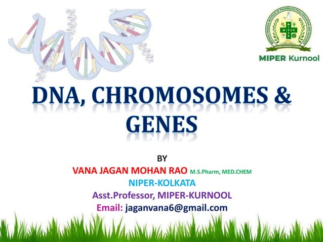 DNA, CHROMOSOMES & GENES | PPTX | Biological Sciences | Science