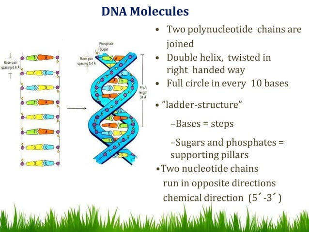 DNA, CHROMOSOMES & GENES | PPTX | Biological Sciences | Science