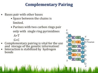 DNA, CHROMOSOMES & GENES | PPTX