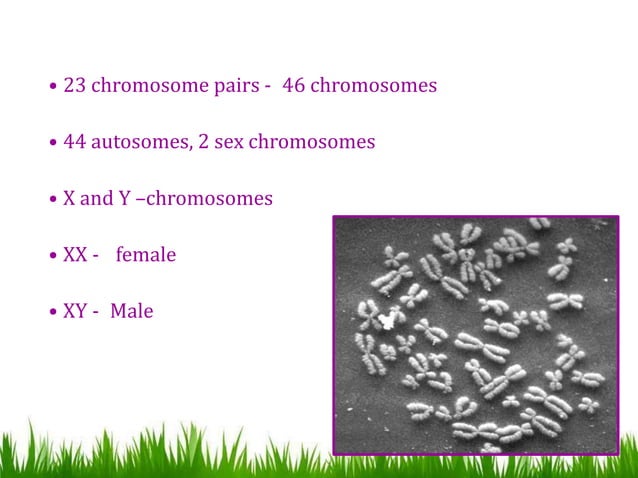 DNA, CHROMOSOMES & GENES | PPTX | Biological Sciences | Science